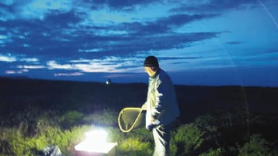 Experts' joy at rare moth find | brecon-radnor.co.uk