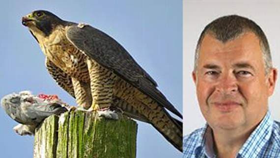 Falcon breeding centre has lift-off | brecon-radnor.co.uk