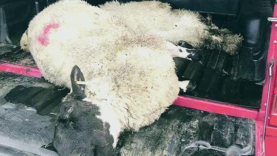 Farmer's fury after sheep die in dog mauling attacks | brecon-radnor.co.uk