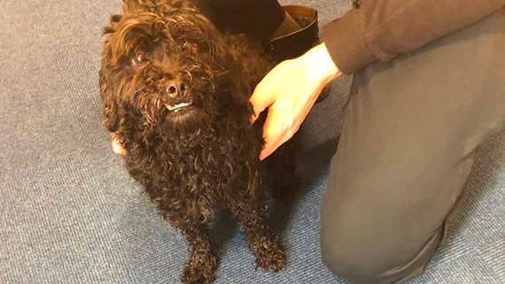 Dog who was taken to police station reunited with owner | brecon-radnor ...