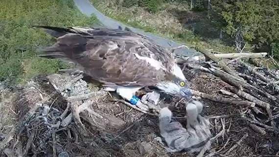 Live stream shows three new osprey chicks hatching at Llyn Clywedog ...