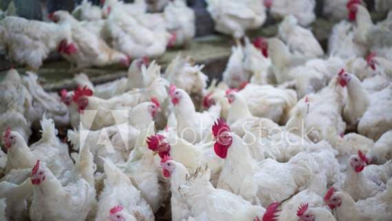 Massive broiler chicken unit given go-ahead | brecon-radnor.co.uk