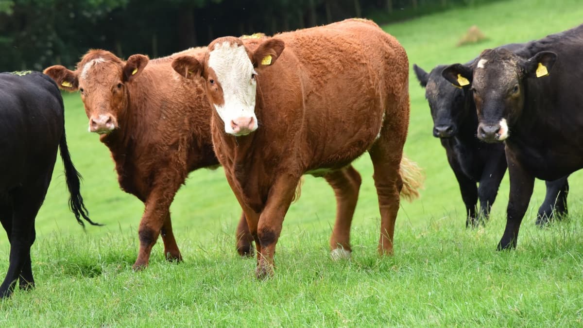 Powys’ reliance on farming highlighted in new study | brecon-radnor.co.uk