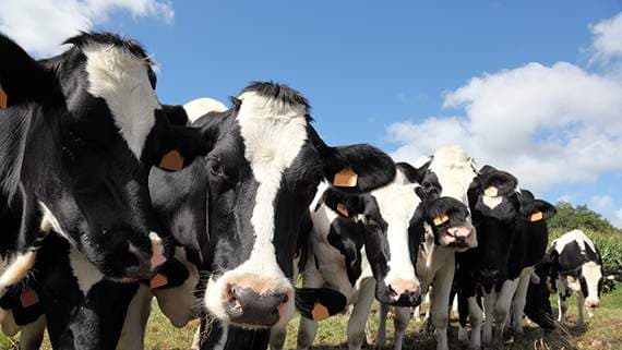 NFU search for Dairy Stockperson of the Year 2022 | brecon-radnor.co.uk