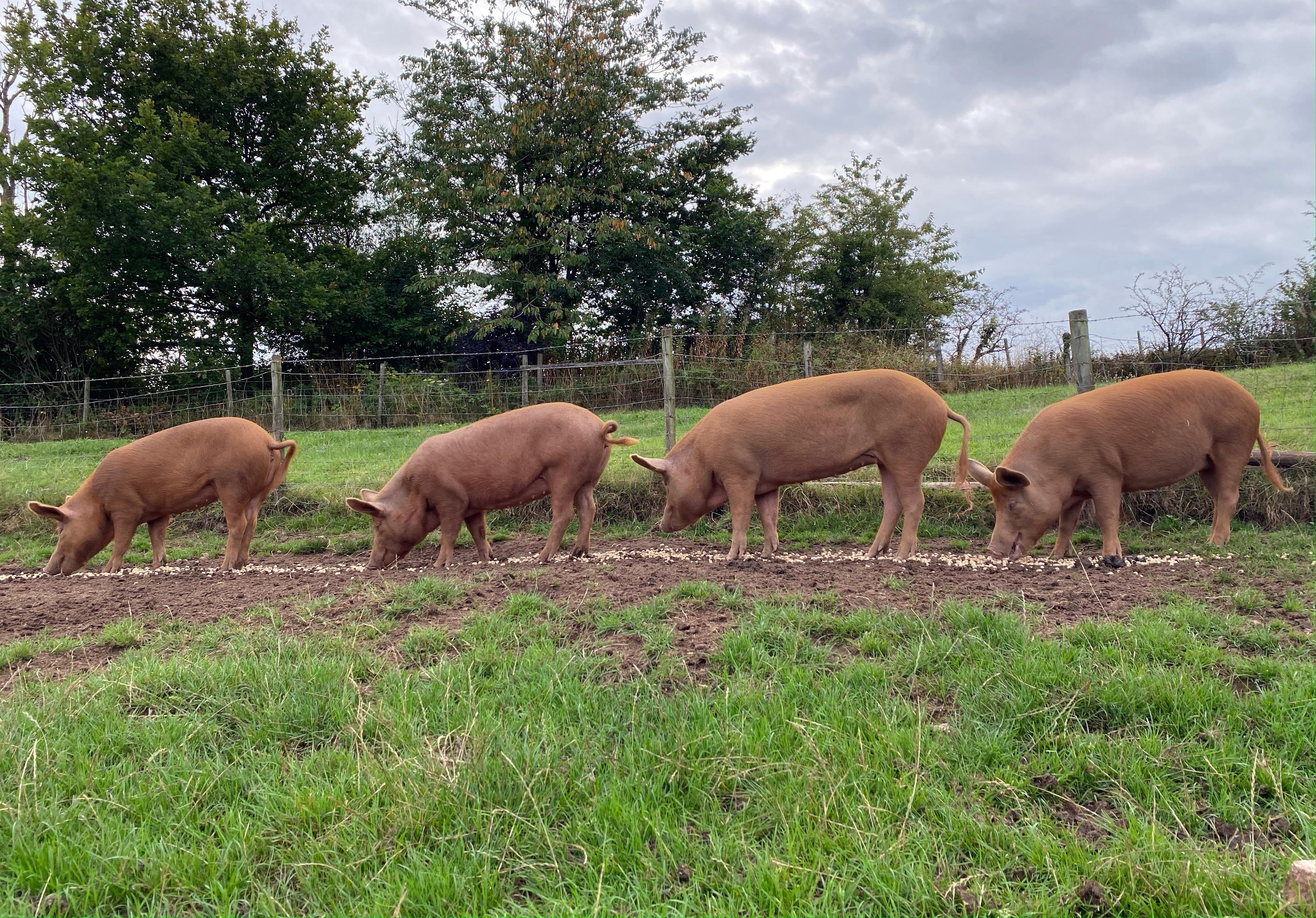 Go native this Christmas to support Wales’ rare livestock breeds ...