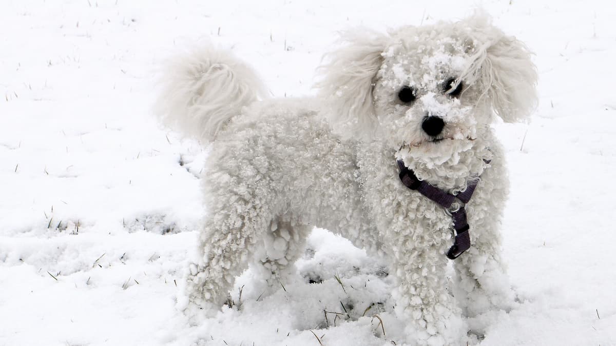 Keep your dogs safe and warm when the weather turns icy | brecon-radnor ...