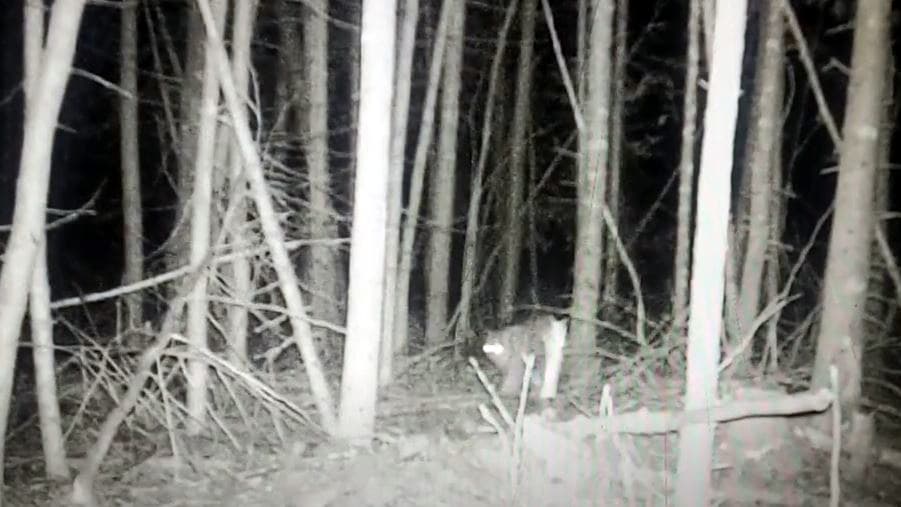 Mysterious 'big cat' creature captured on trail camera in Mid Wales ...