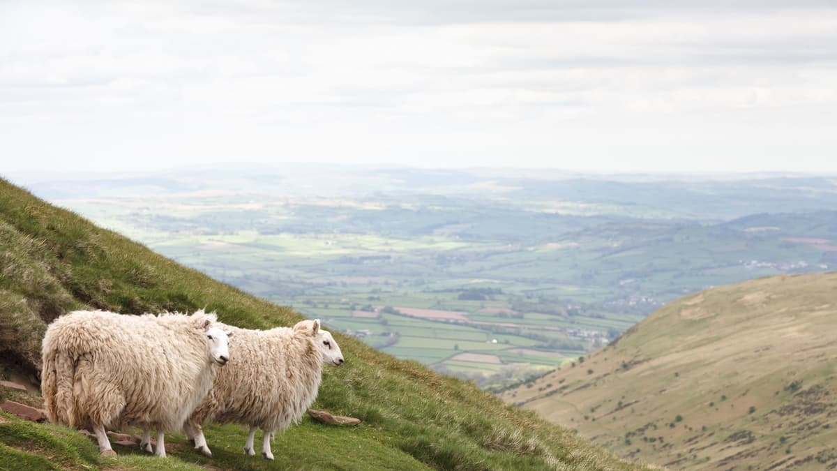 Wales launches nationwide sheep scab eradication programme | brecon ...