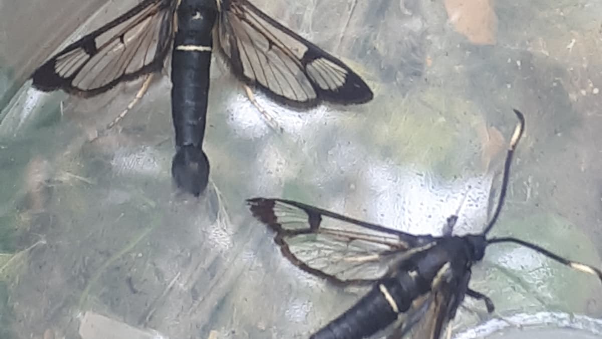 Brecknock Moth Group makes rare discovery of White-Barred Clearwing ...