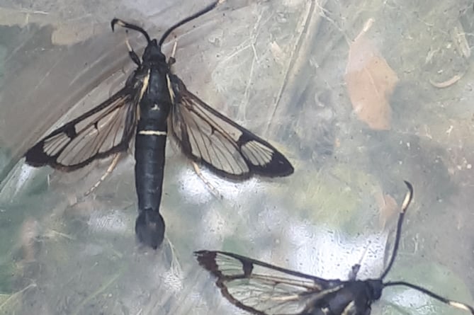 Brecknock Moth Group makes rare discovery of White-Barred Clearwing ...