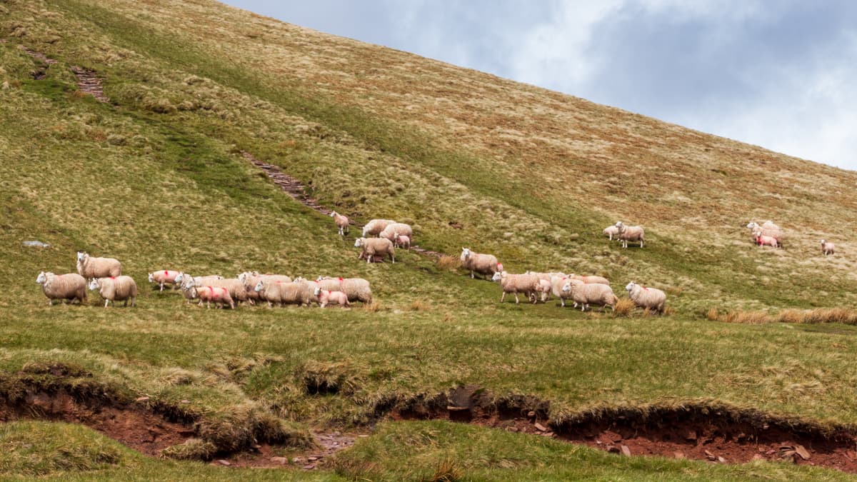NFU Cymru says common land rights holders in the national park must be ...
