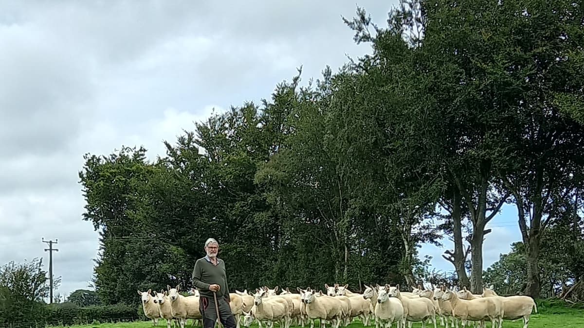 50 years of the North Country Cheviot breed in Wales | brecon-radnor.co.uk