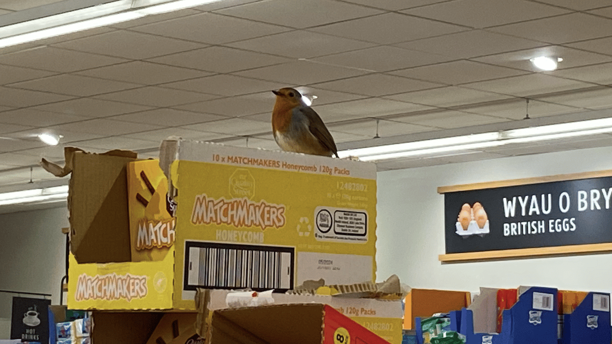 VIDEO: Aldi's 'resident' robin becomes an online hit by serenading ...