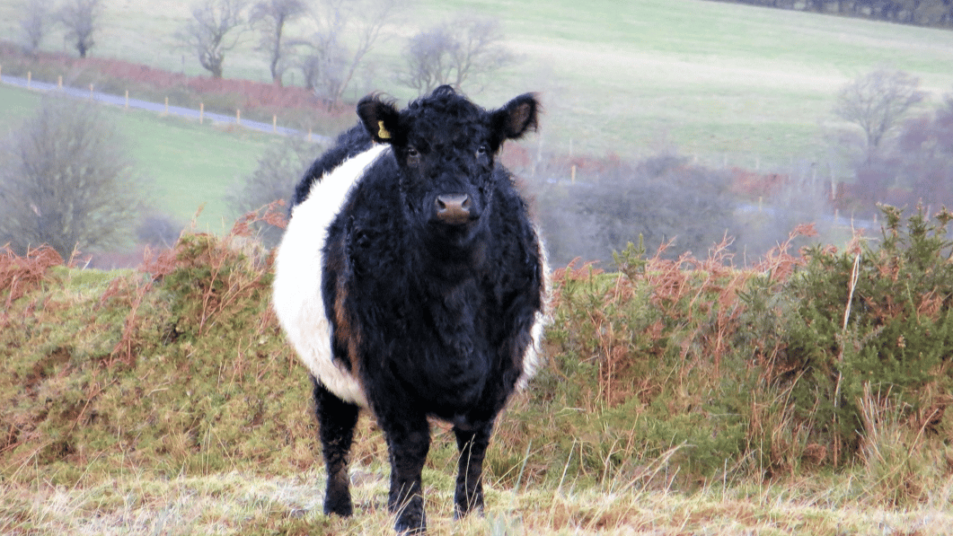 WATCH: Picture This - Animals out and about | brecon-radnor.co.uk