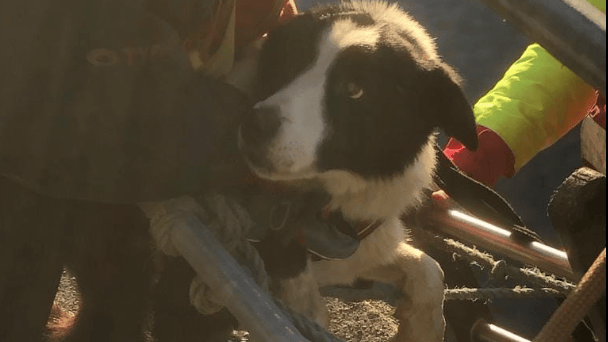 Brecon Mountain Rescue Team save dog stuck at Nant y Moch Dam | brecon ...