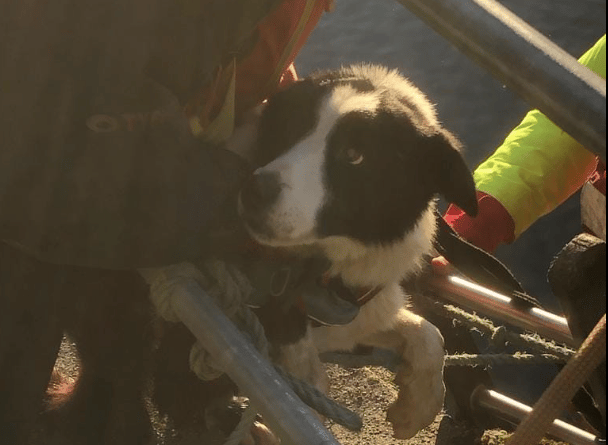 Brecon Mountain Rescue Team save dog stuck at Nant y Moch Dam | brecon ...