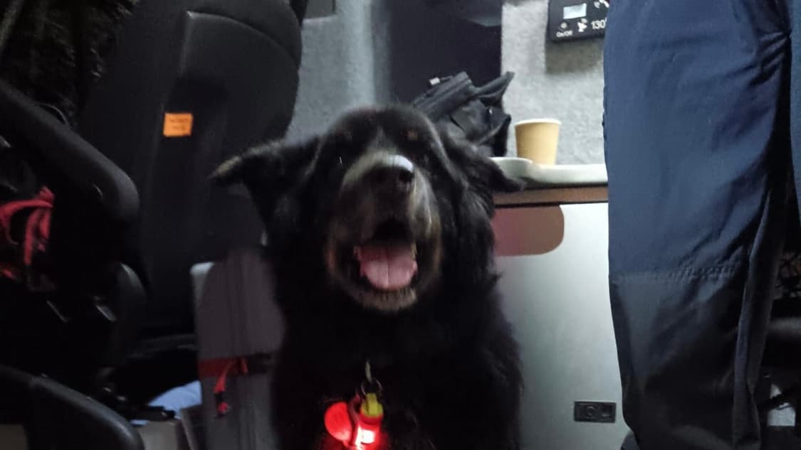 Search and rescue dog, Rusty, helps find missing person in Brecon ...