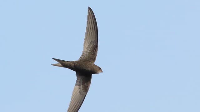 Powys swift conservation group takes off with enthusiastic launch ...