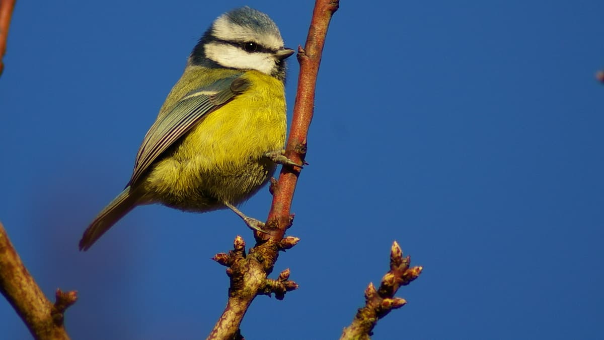 Join the Big Farmland Bird Count 2024 for wildlife conservation ...