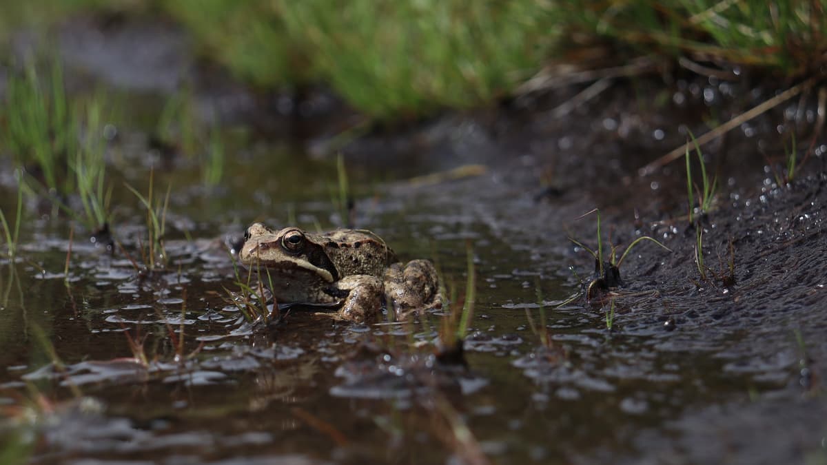 Toad migration sees volunteers help them cross road safely | brecon ...