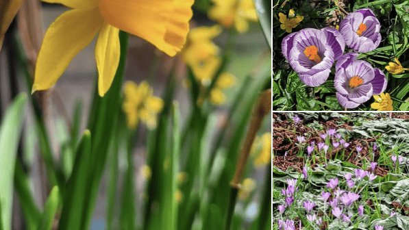 Video: Picture This - first signs of spring | brecon-radnor.co.uk