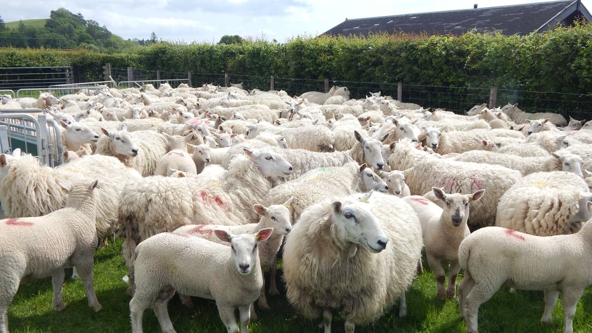 Welsh sheep farms wanted for genetics project | brecon-radnor.co.uk