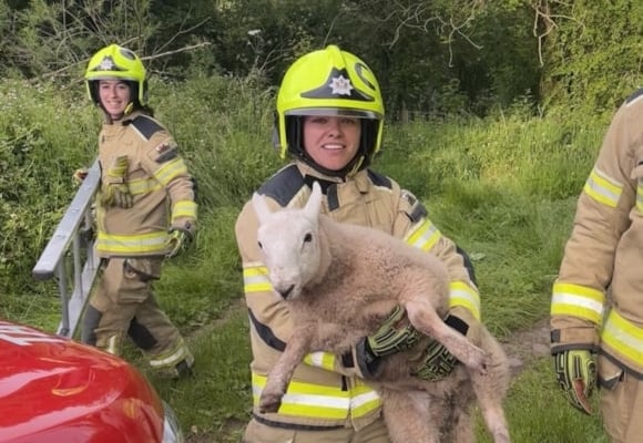 Brecon firefighters rescue lamb from six-foot ditch | brecon-radnor.co.uk