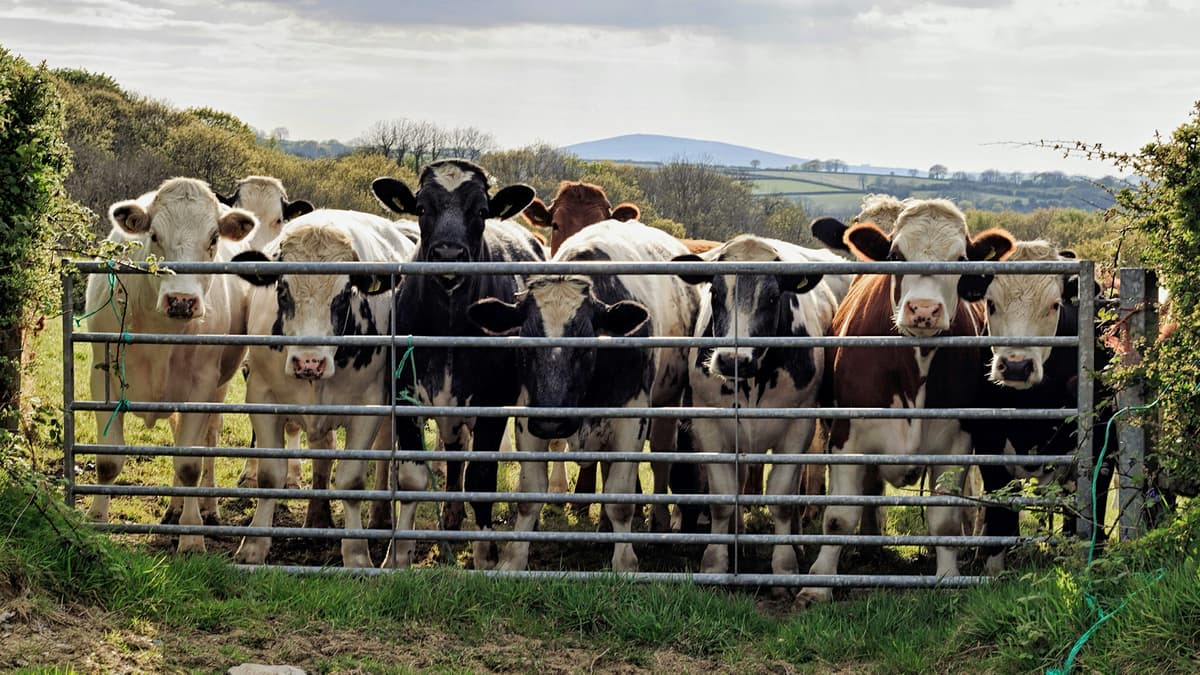 Cattle keepers must meet BVD testing rules for Royal Welsh Show, says ...