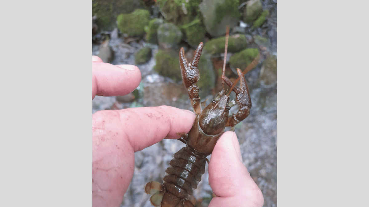 NRW warns of potential spread of deadly Crayfish Plague in Wye ...