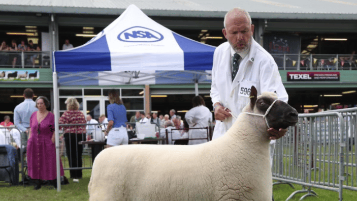 Court-Llacca Flock makes it six out of seven with Royal Welsh Show success | brecon-radnor.co.uk