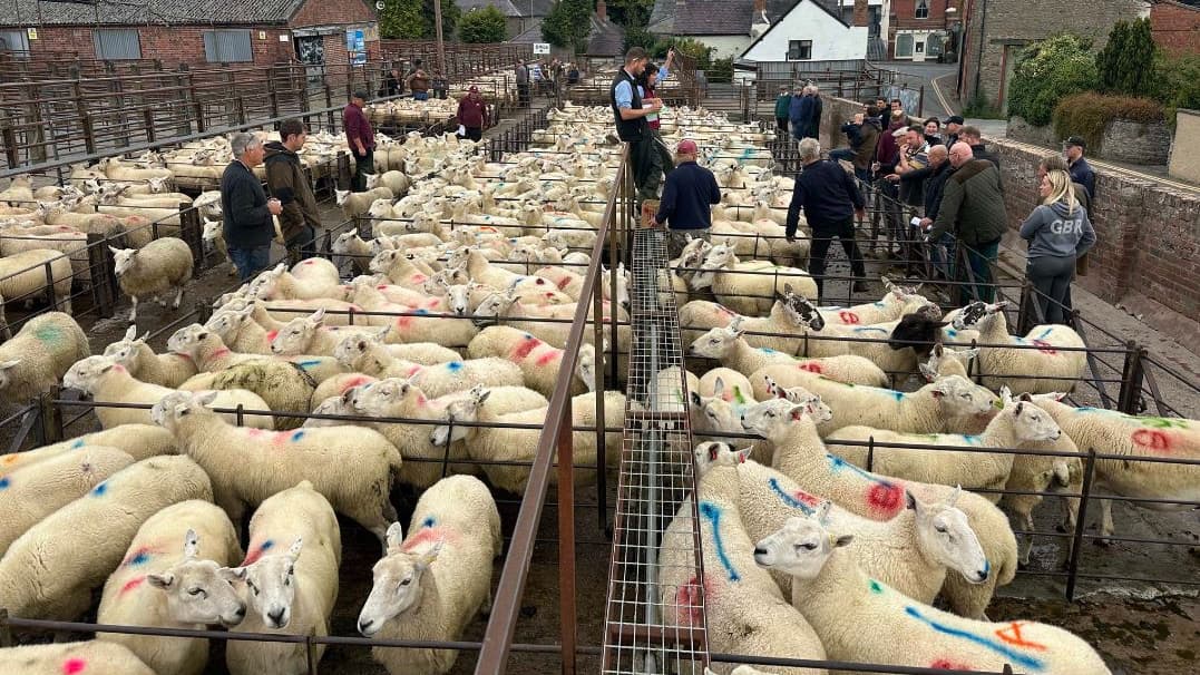 Strong trade at Knighton Market with 961 lambs averaging 290ppk ...