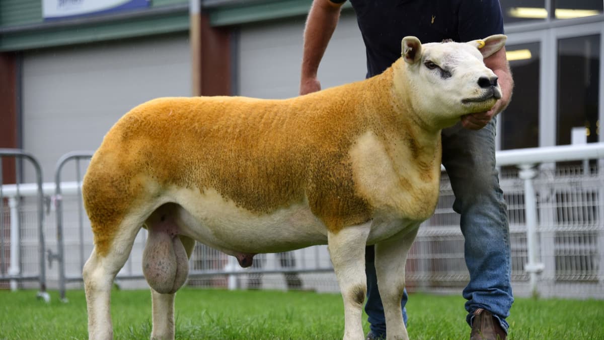 Records broken at NSA Ram Sale at Llanelwedd | brecon-radnor.co.uk