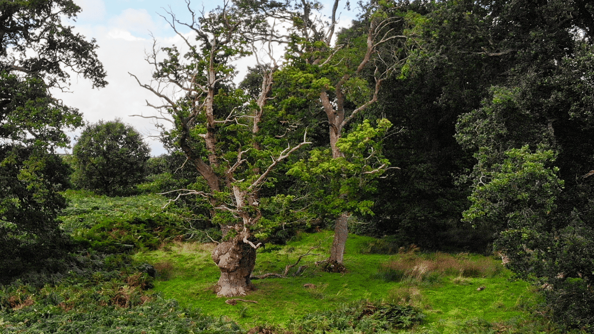 500-year-old oak up for 'Tree of the Year' crown | brecon-radnor.co.uk