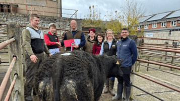 Market report: Champion heifer tops Brecon and Radnor weaned calf ...