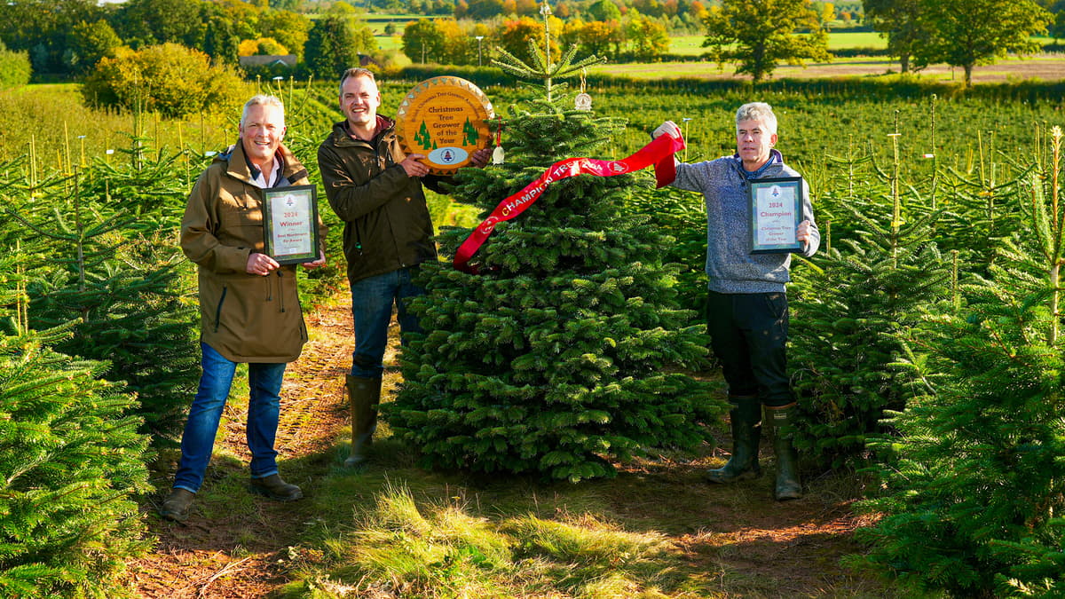 Powys farm to supply Downing Street Christmas tree | brecon-radnor.co.uk