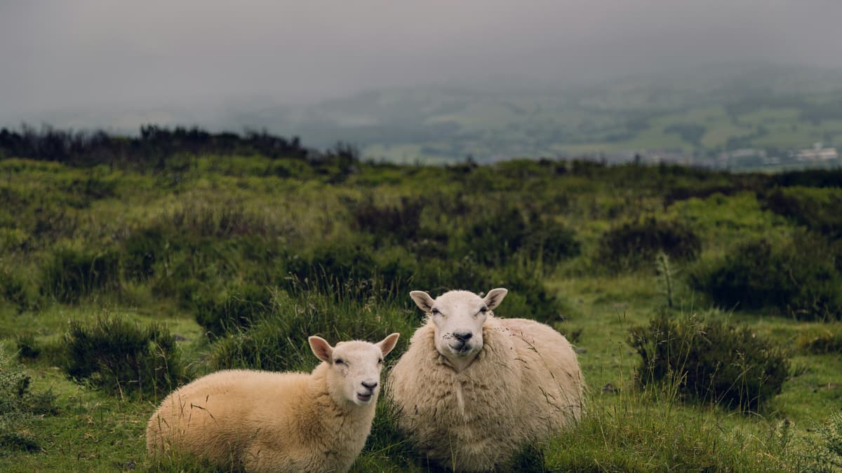 Sheep industry should brace for change, warn experts | brecon-radnor.co.uk