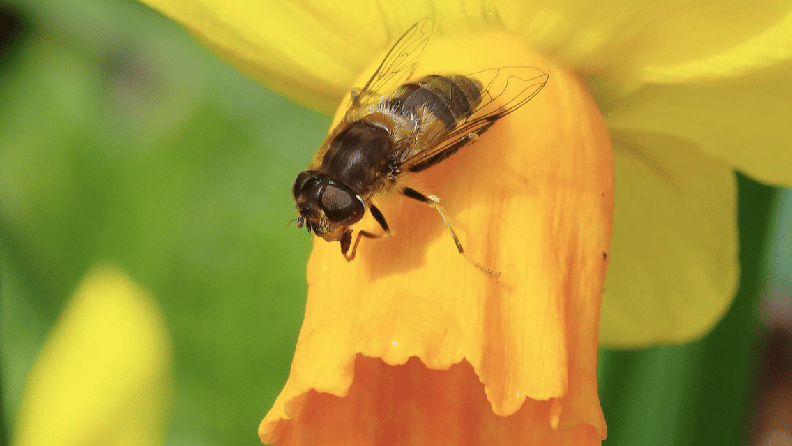 Video: First signs of spring photographs | brecon-radnor.co.uk
