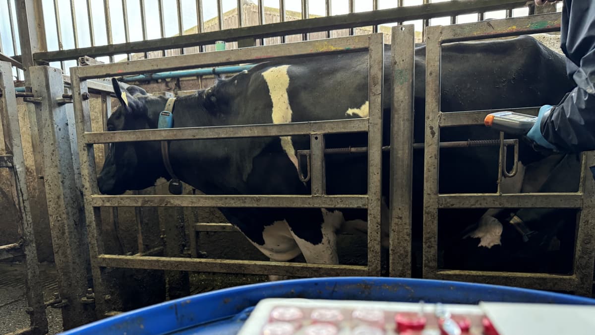 Record cattle culls in Wales spark NFU Cymru call for new TB strategy ...