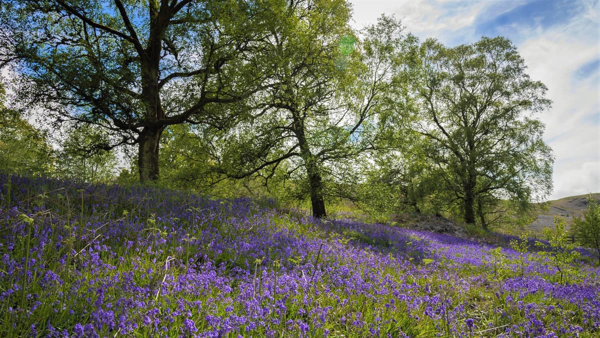 Discover the magical bluebell season in Mid Wales | brecon-radnor.co.uk