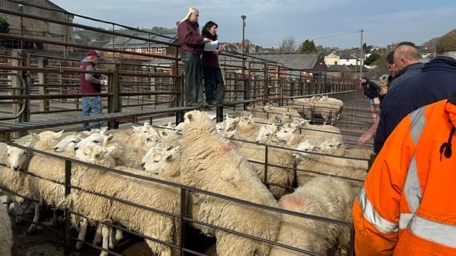 Market report: Strong trade for store sheep at Knighton | brecon-radnor ...