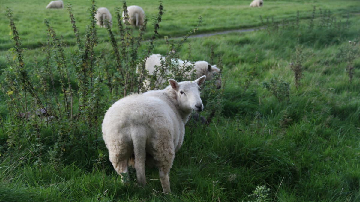 Wales sheep farmers warned of blowfly strike risk | brecon-radnor.co.uk