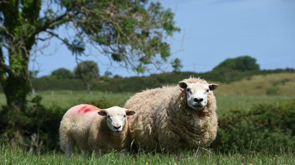 Major reform of Welsh meat promotion body urged by Senedd committee ...