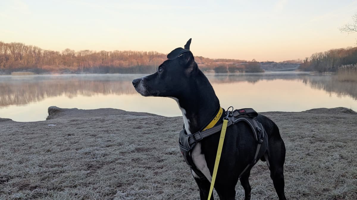 Could you provide a temporary home to a dog in search of a forever ...