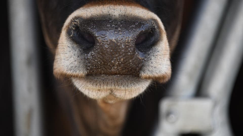 Biosecurity key to keeping disease at bay, NFU Cymru members told ...