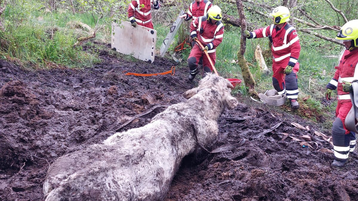 Fire crews rescue 800kg bull from bog near Brecon | brecon-radnor.co.uk