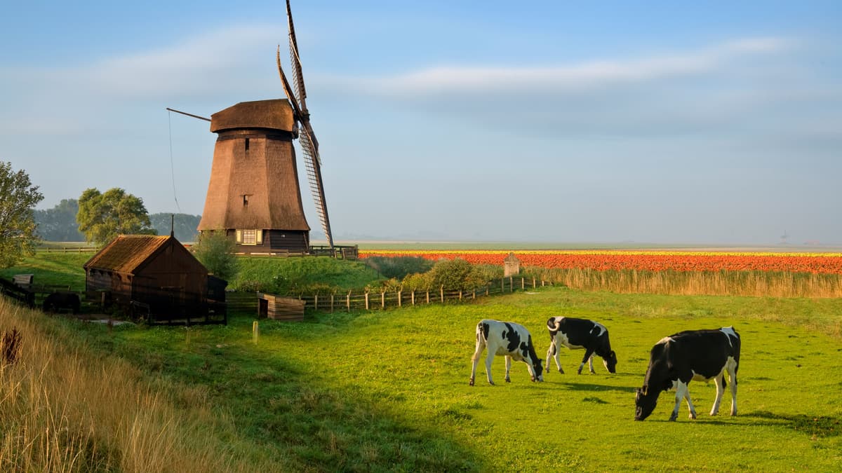 Welsh vets and farmers offered AMR study tour to Netherlands | brecon ...