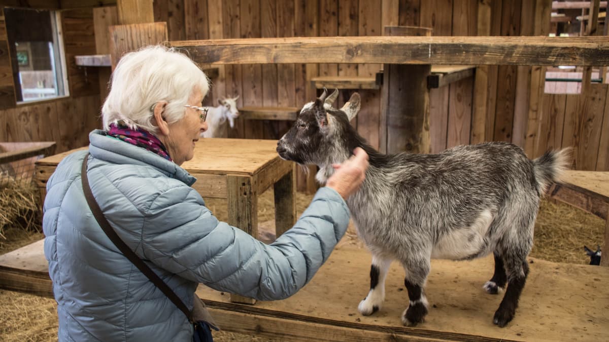 Special early openings at Small Breeds Farm Park for quieter visits ...
