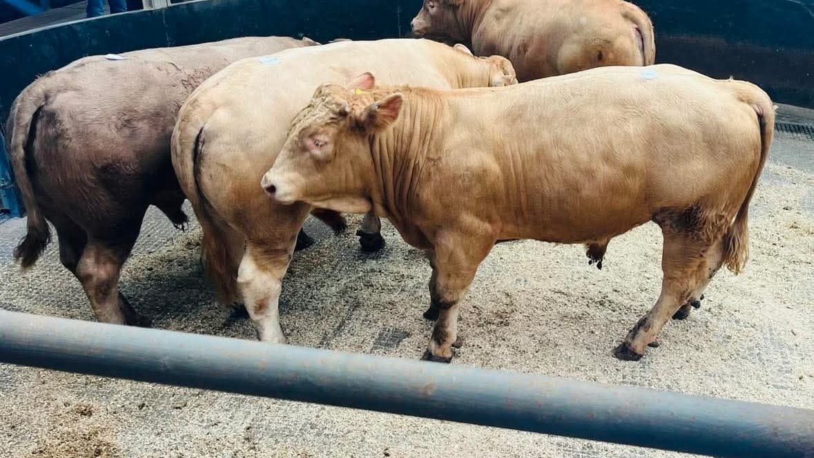 Strong trade at Knighton Market as store cattle auction draws buyers ...