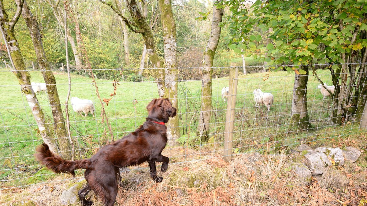 NSA urges dog owners to keep pets on leads during summer walks | brecon ...