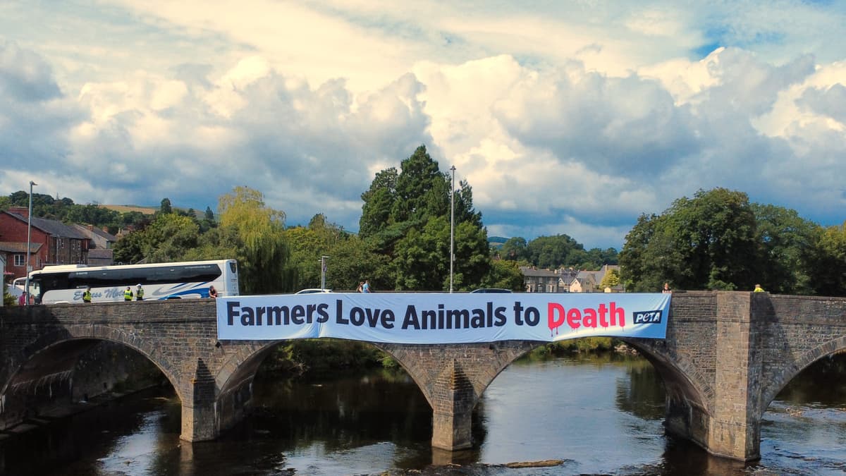 Animal rights group unfurl banner in Builth Wells on first day of Royal Welsh Show | brecon ...